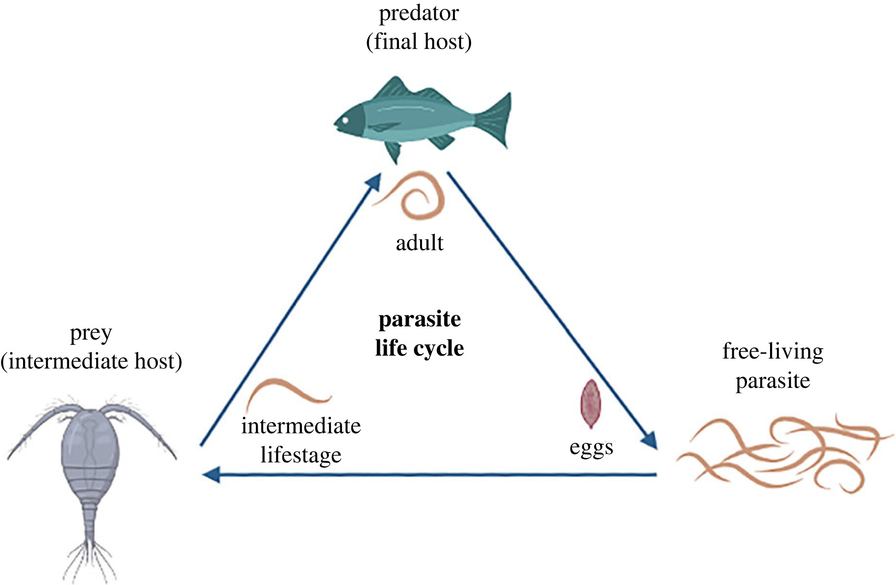 New study reveals how parasites shape complex food webs: Centre for ...